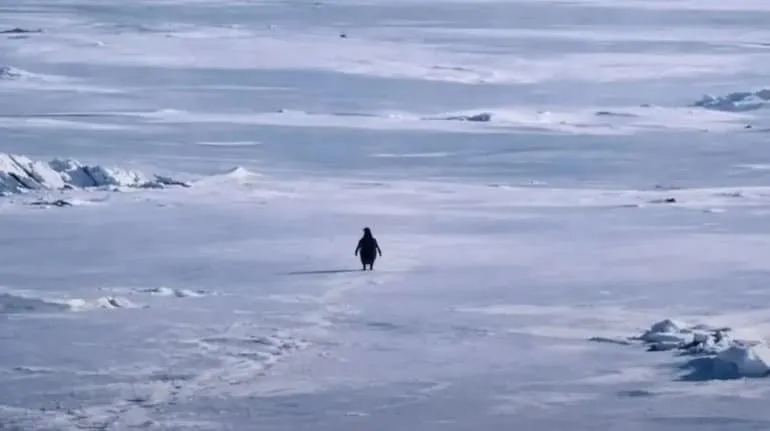 Nihilist Penguin Meme Viral Video: झुंड से अलग मौत के रास्ते में निकला ...