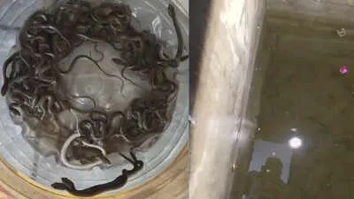 27 Snakes Found In Water Tank: टंकी में निकले 27 नाग के बच्चे!